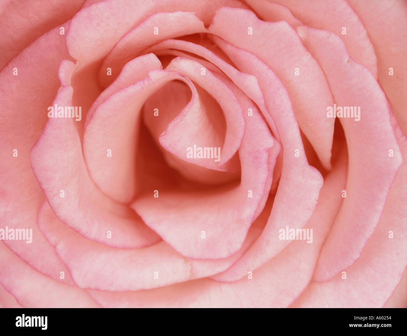 Rose kir hi-res stock photography and images - Alamy