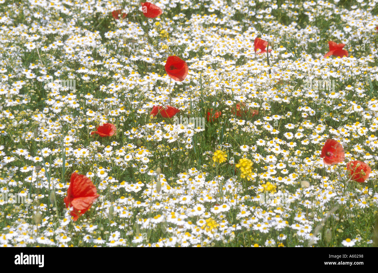 WILD FLOWERS IN SET A SIDE FIELD POTTER HEIGHAM NORFOLK EAST ANGLIA ...