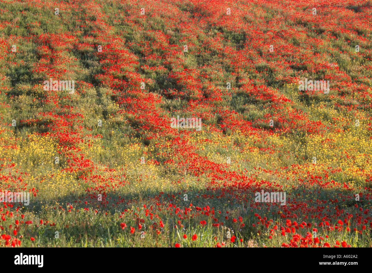 Crop rotation norfolk hi-res stock photography and images - Alamy