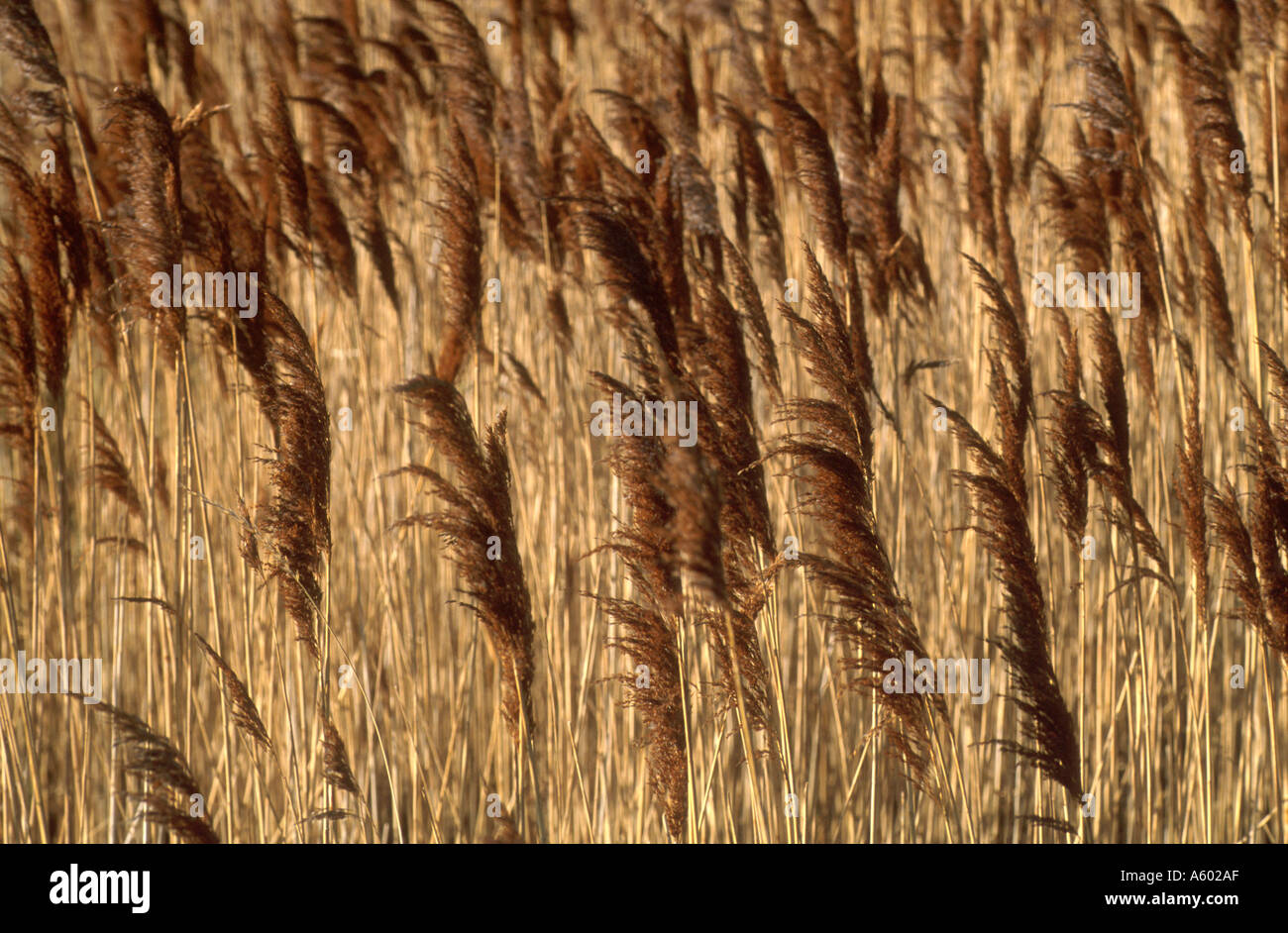 STANDING NORFOLK REED IN REED BED AT CLEY NORFOLK EAST ANGLIA ENGLAND ...