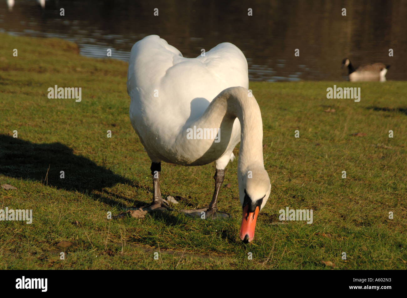 Swan Neyland Pembrokeshire Wales UK Stock Photo - Alamy