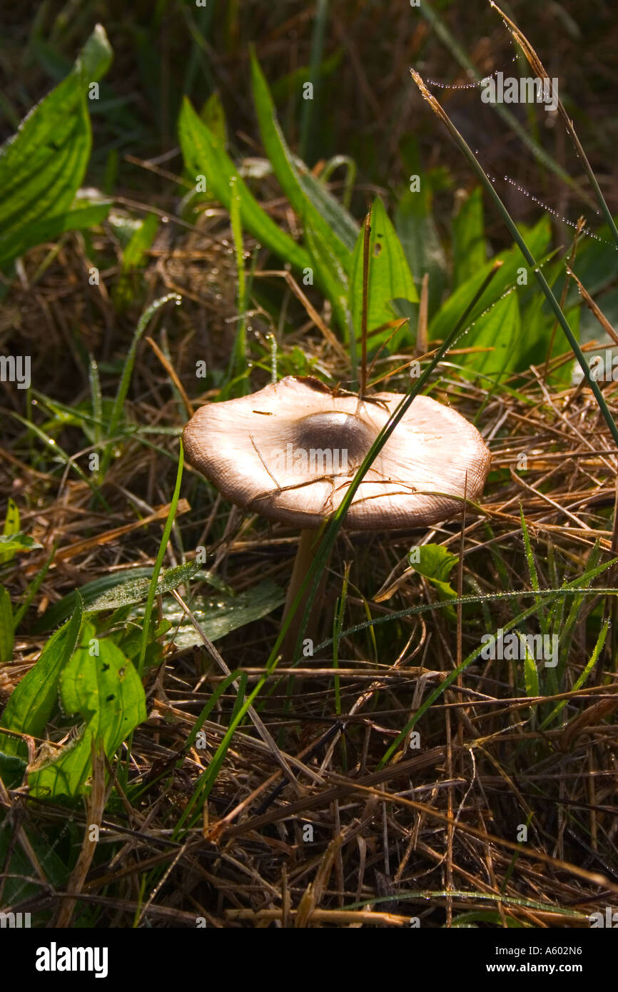 Woodland toadstool hi-res stock photography and images - Alamy