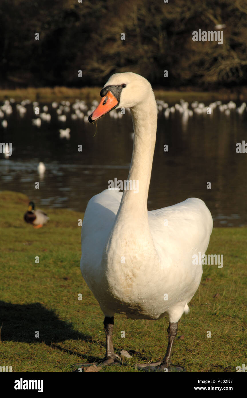 Swan pool, wales hi-res stock photography and images - Alamy