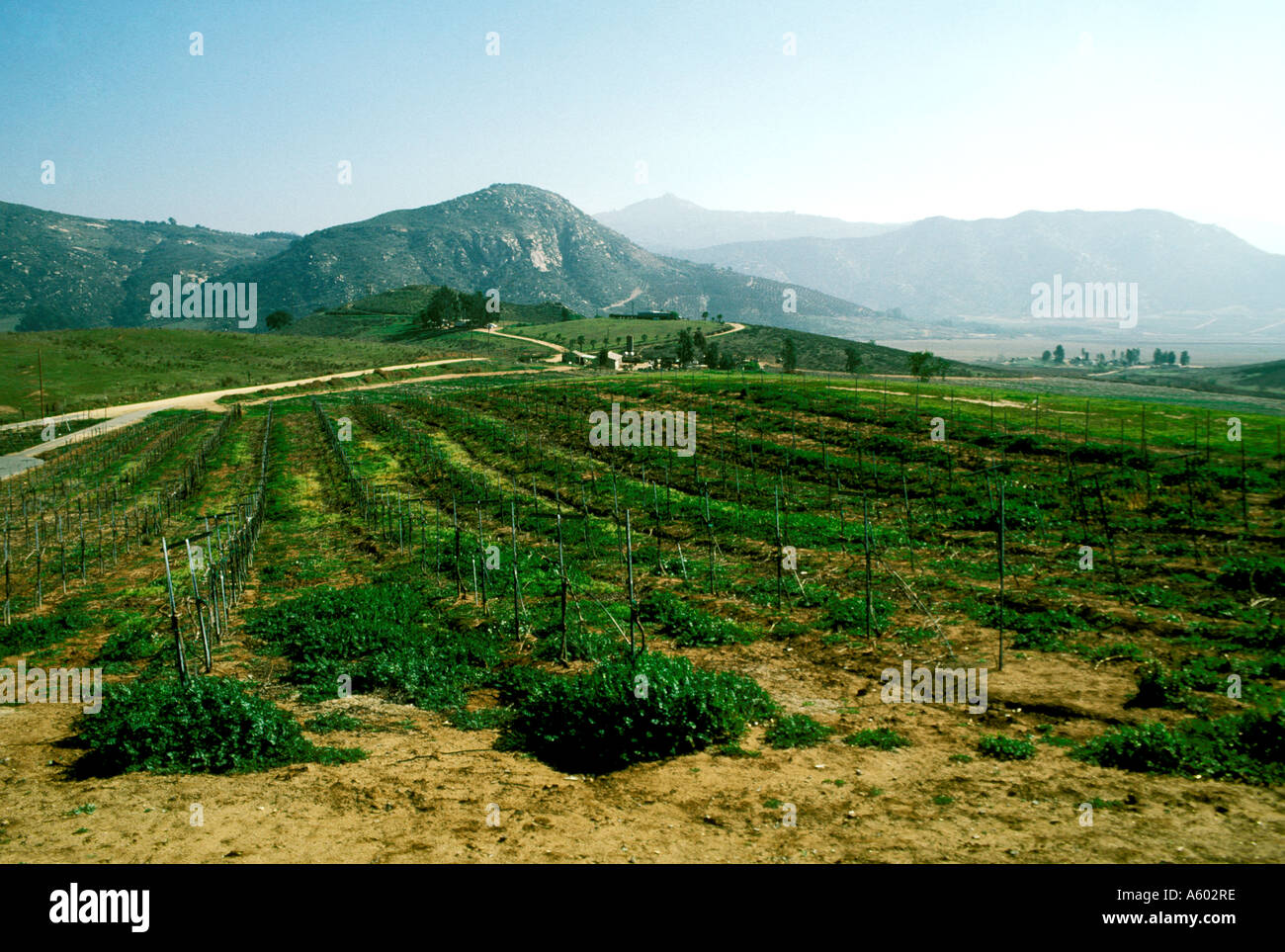 Pasqual hi-res stock photography and images - Alamy