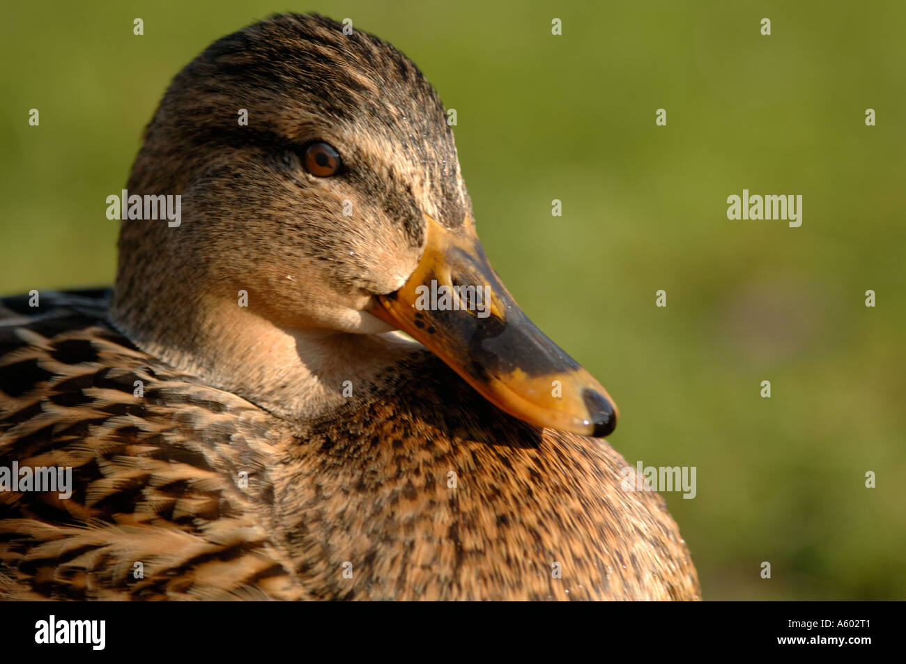 Female mallard duck Stock Photo - Alamy