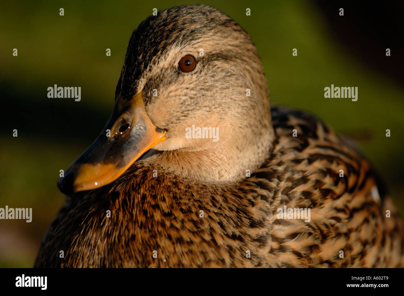 Female mallard duck Stock Photo - Alamy