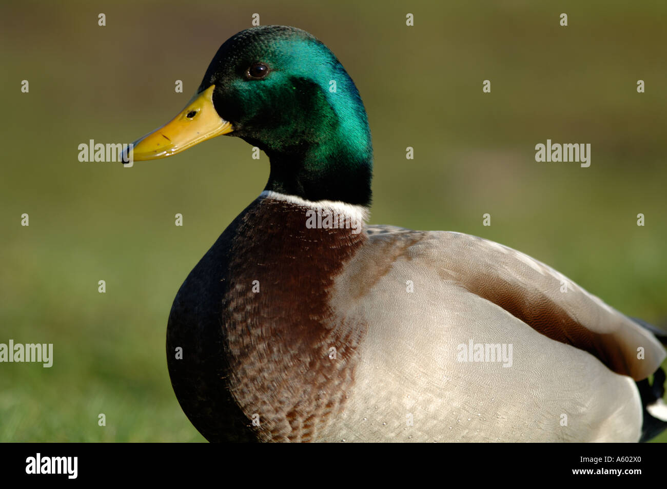 Male Mallard Duck Stock Photo - Alamy