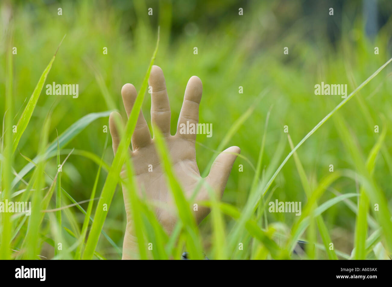 human hand in tall grass Stock Photo - Alamy
