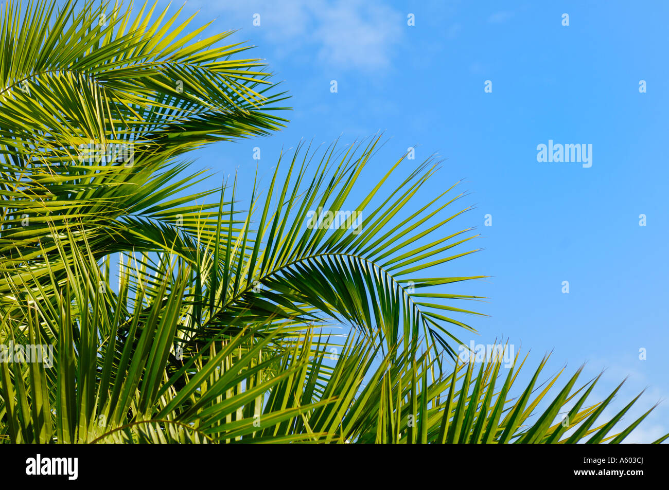 tropical palm fronds in Florida USA Stock Photo - Alamy