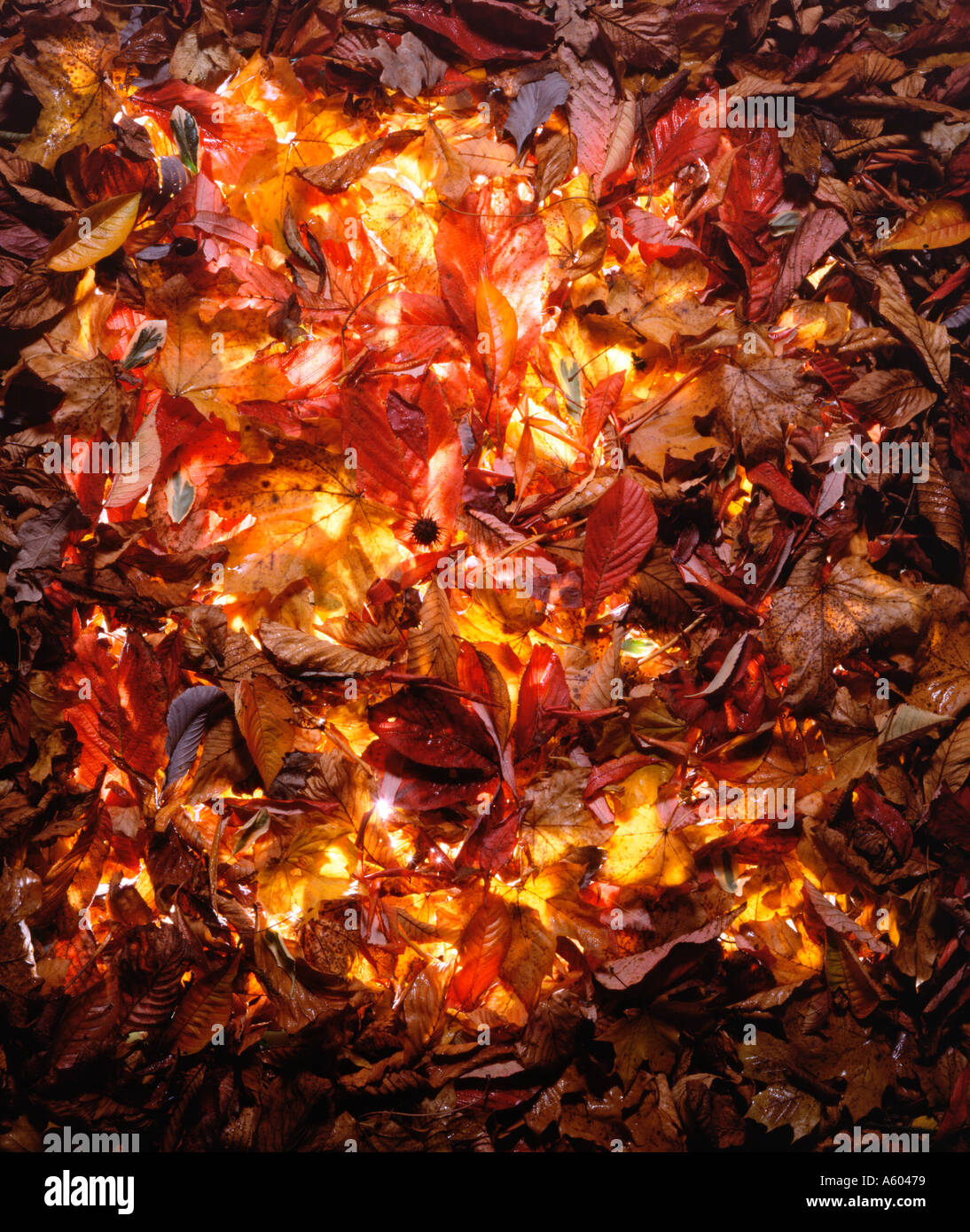 Still Life of Autumn Leaves Stock Photo - Alamy