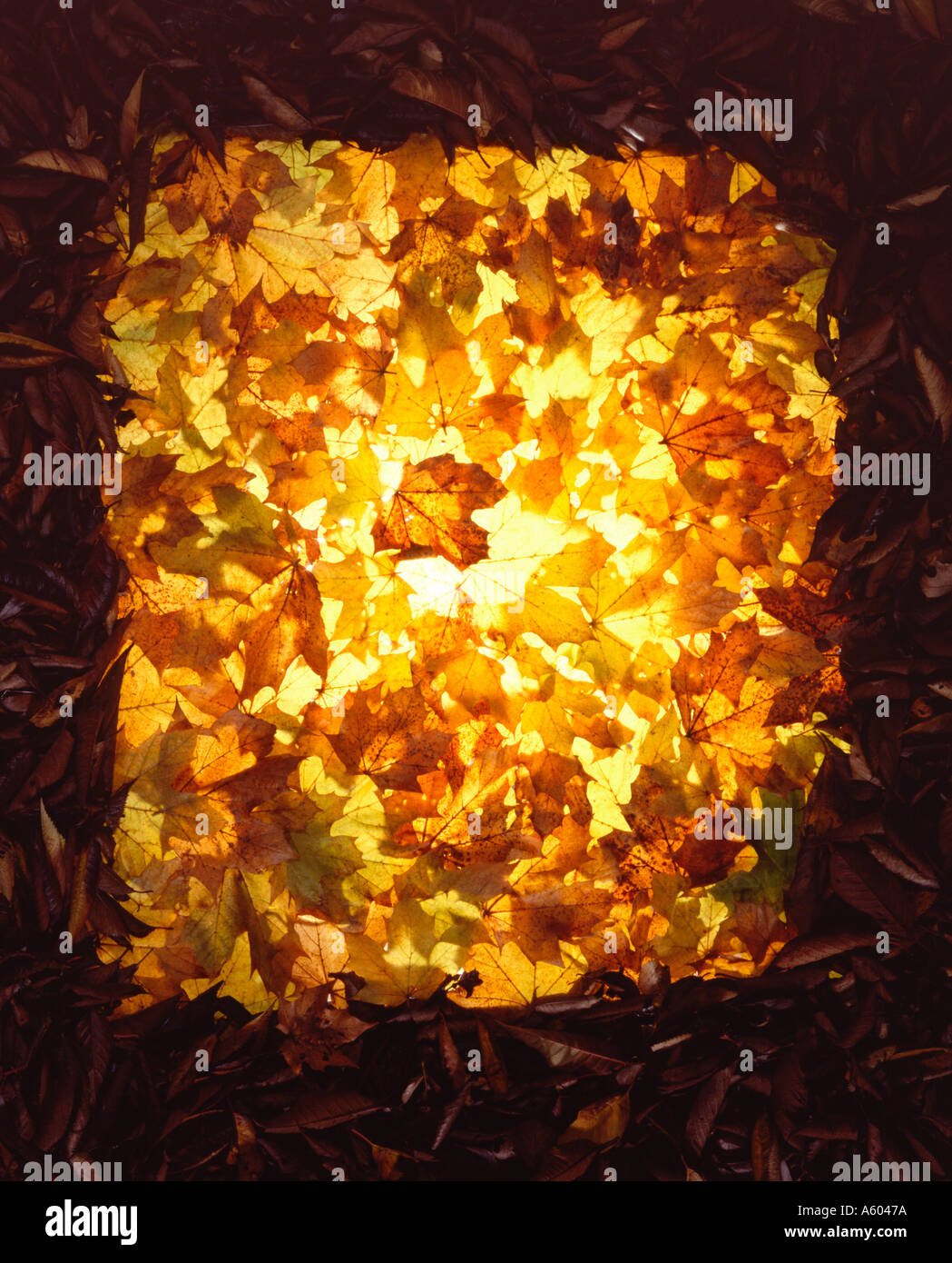 Still Life of Autumn Leaves Stock Photo - Alamy