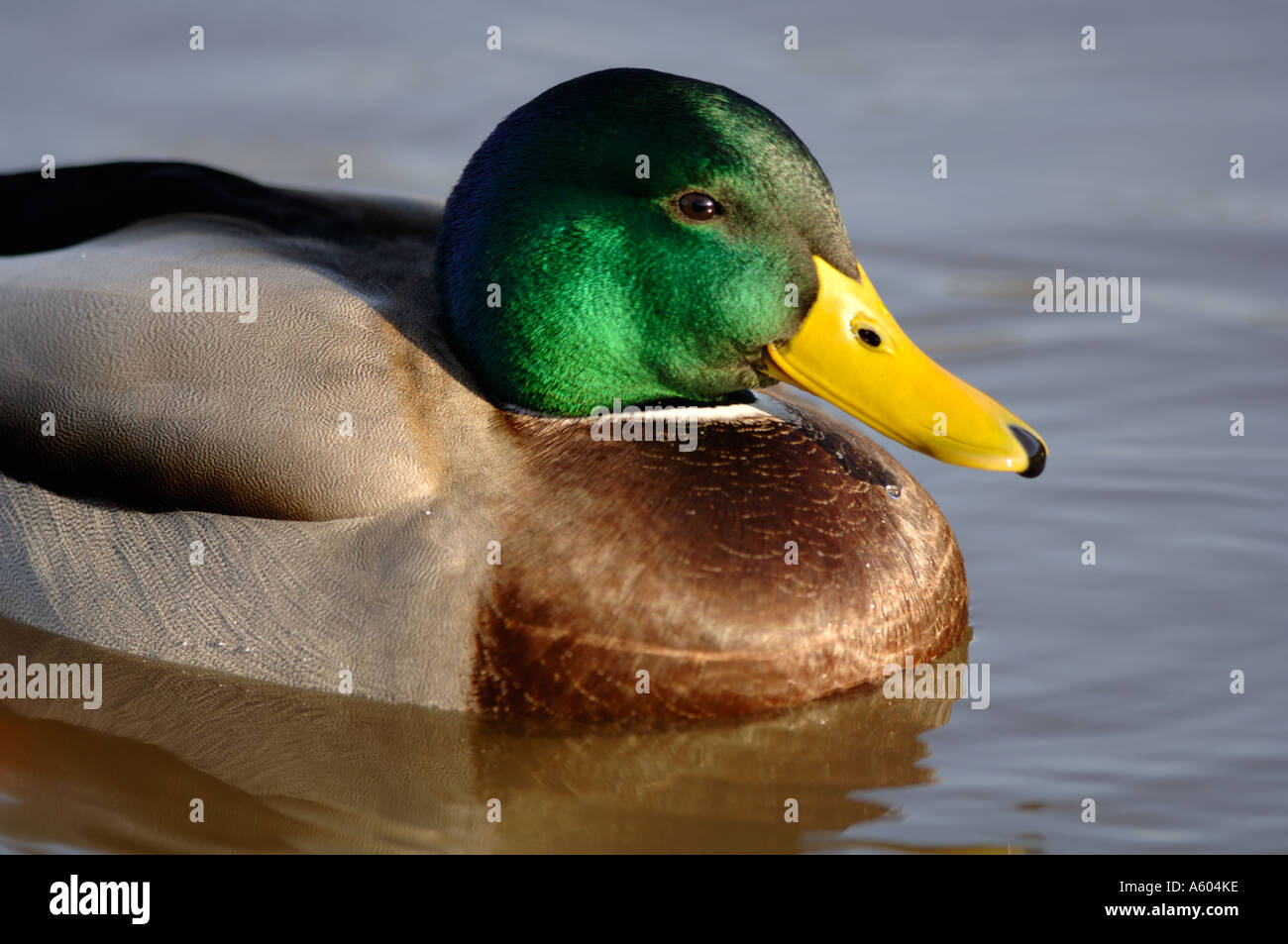 Male Mallard Duck, Neyland, Wales, UK, Europe Stock Photo - Alamy