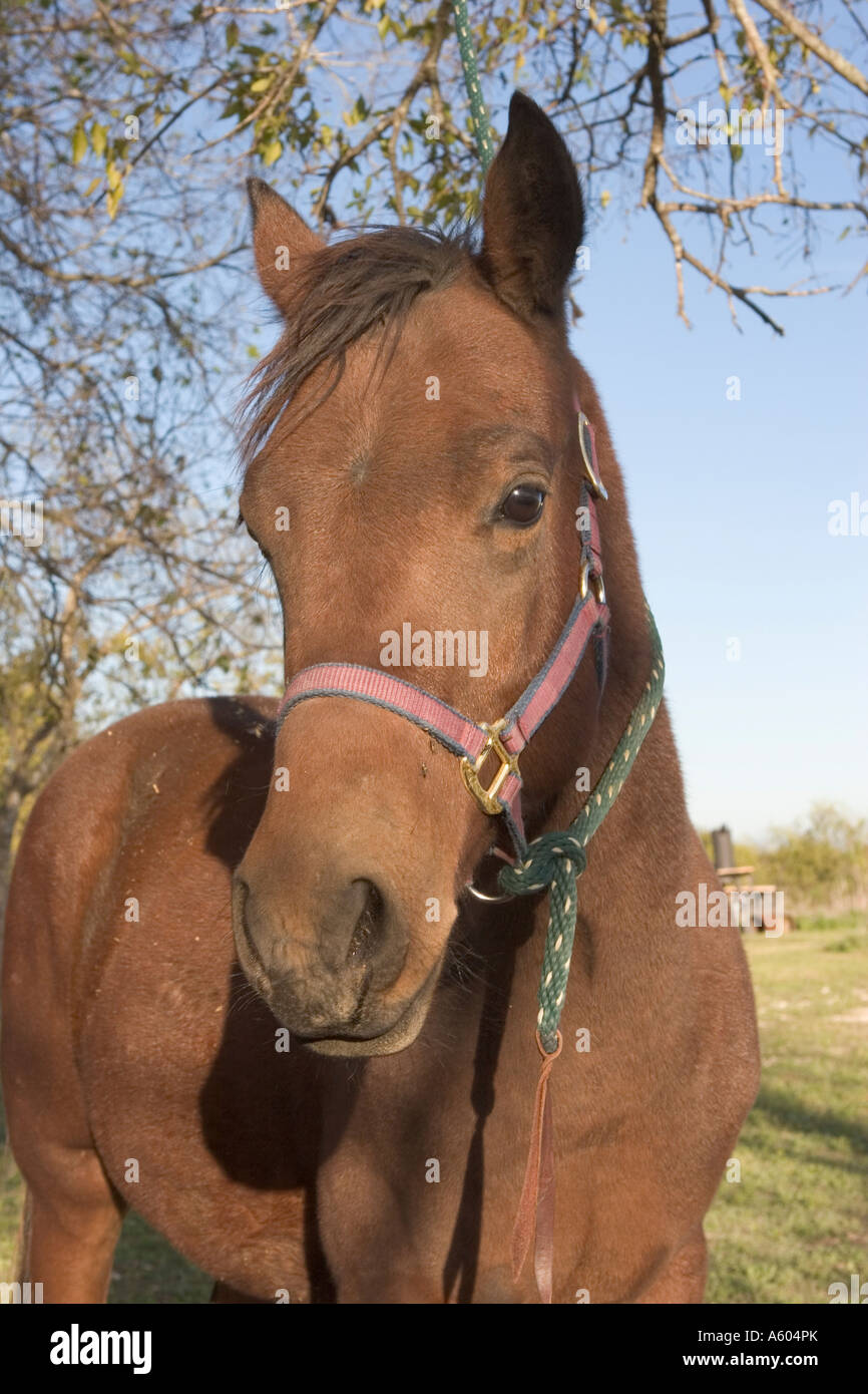 Galiceno breed stallion horse with halter Stock Photo - Alamy