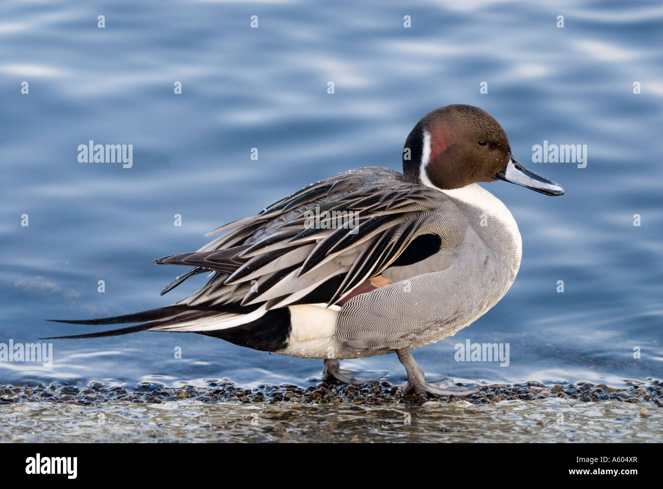 What Do You Call A Male Pintail Duck at Marilyn Sylvester blog