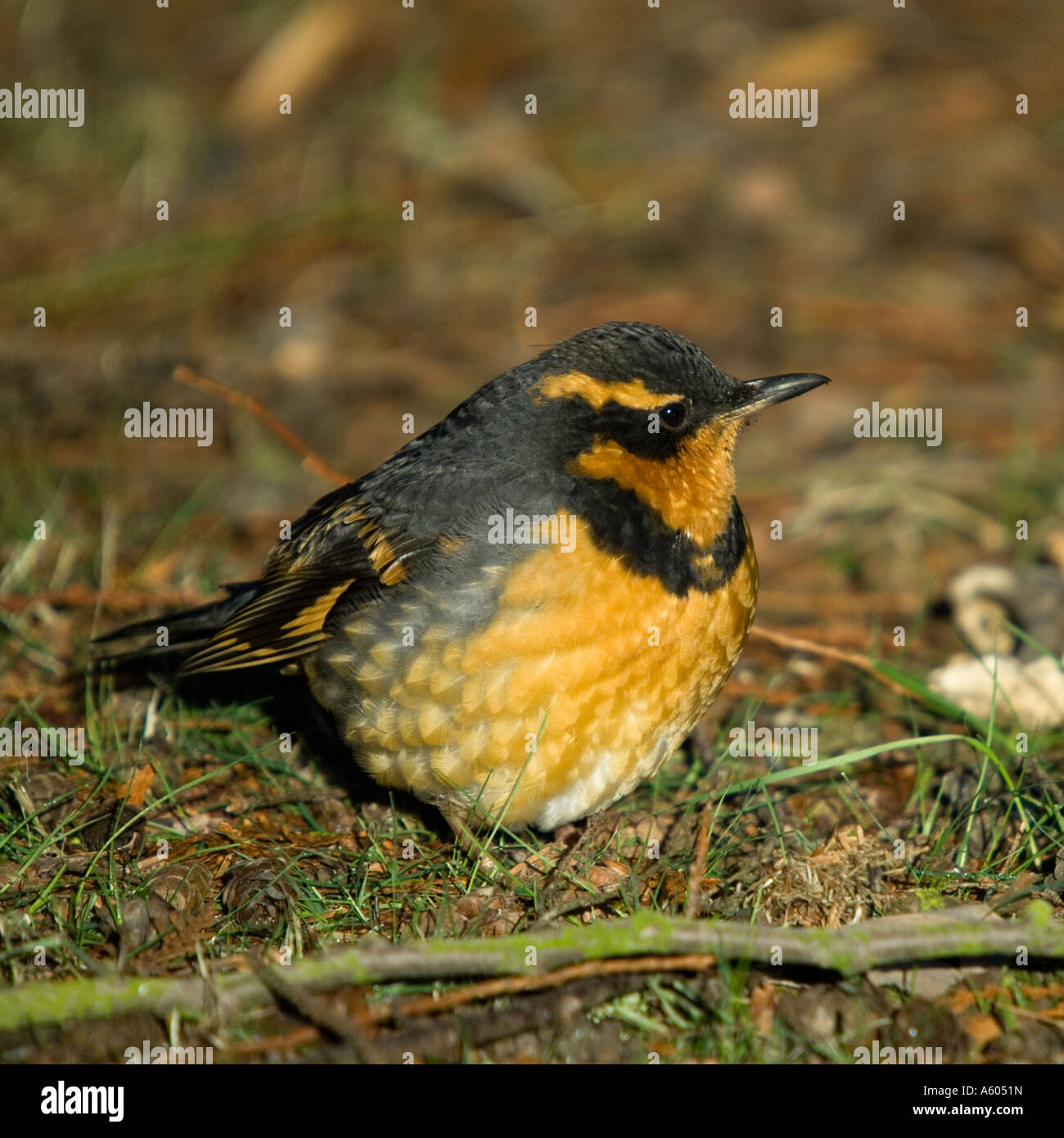 A varied thrush in winter Stock Photo - Alamy