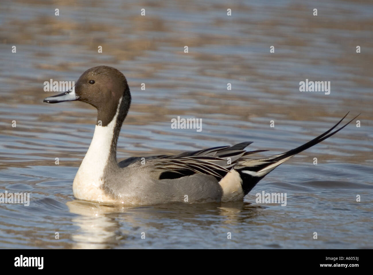 Pintail duck, Vancouver, BC Stock Photo - Alamy