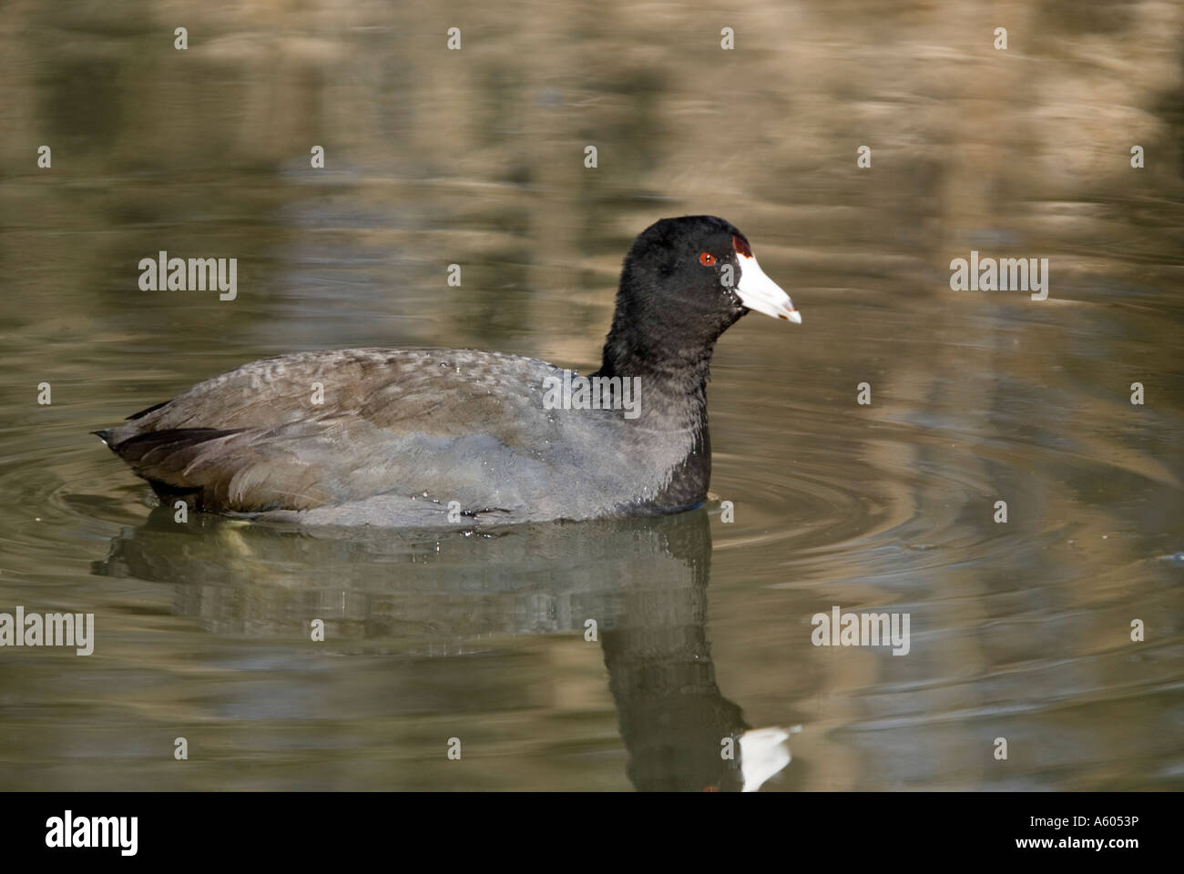 American coot in profile Stock Photo - Alamy