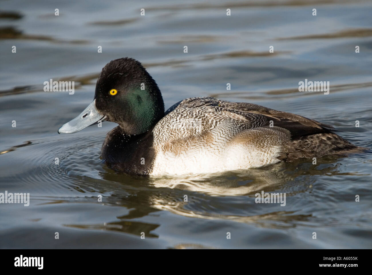 Lesser scaup in profile, Ladner, BC Stock Photo - Alamy