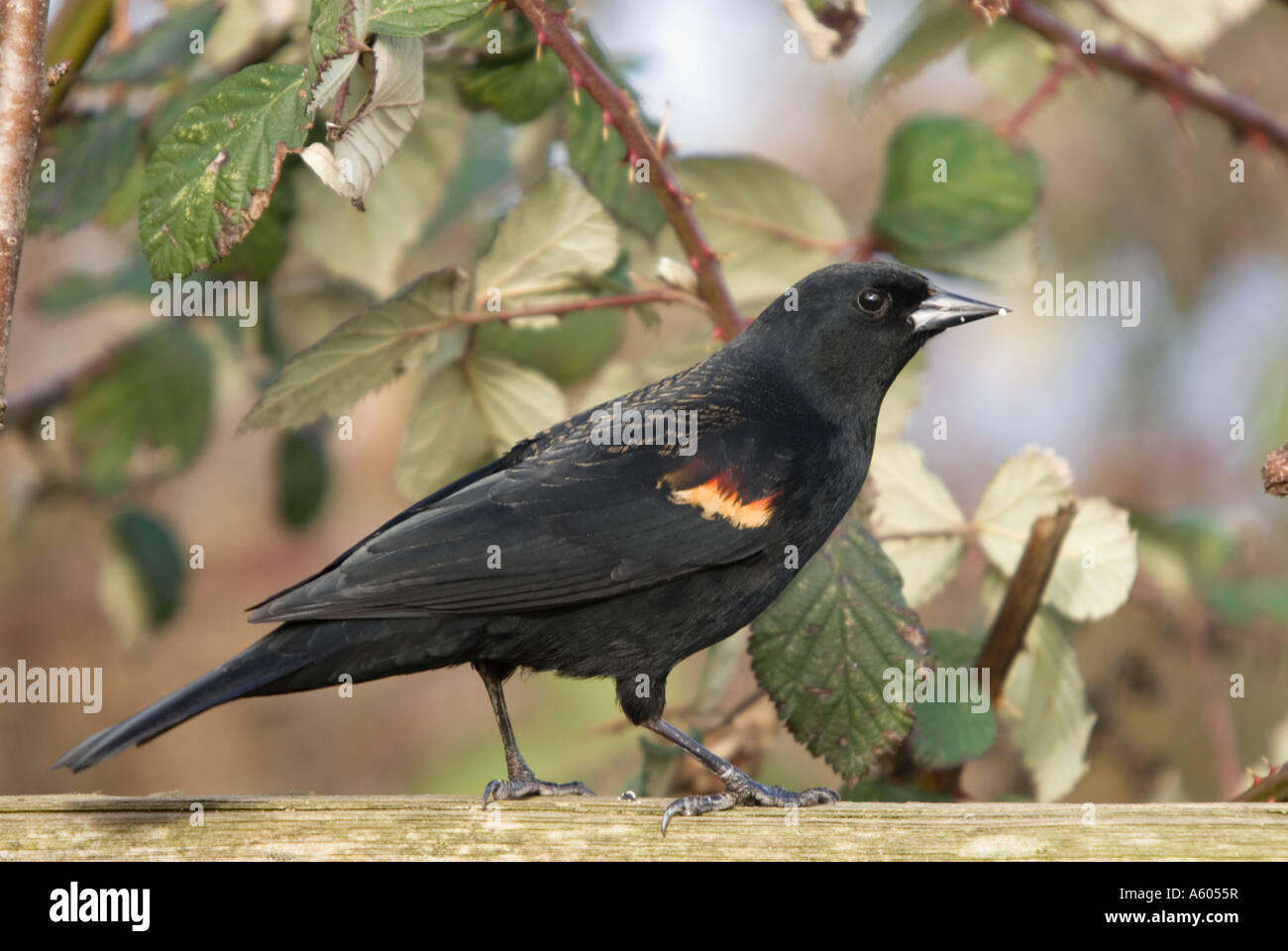 Male red-winged blackbird in profile, Ladner, BC Stock Photo - Alamy