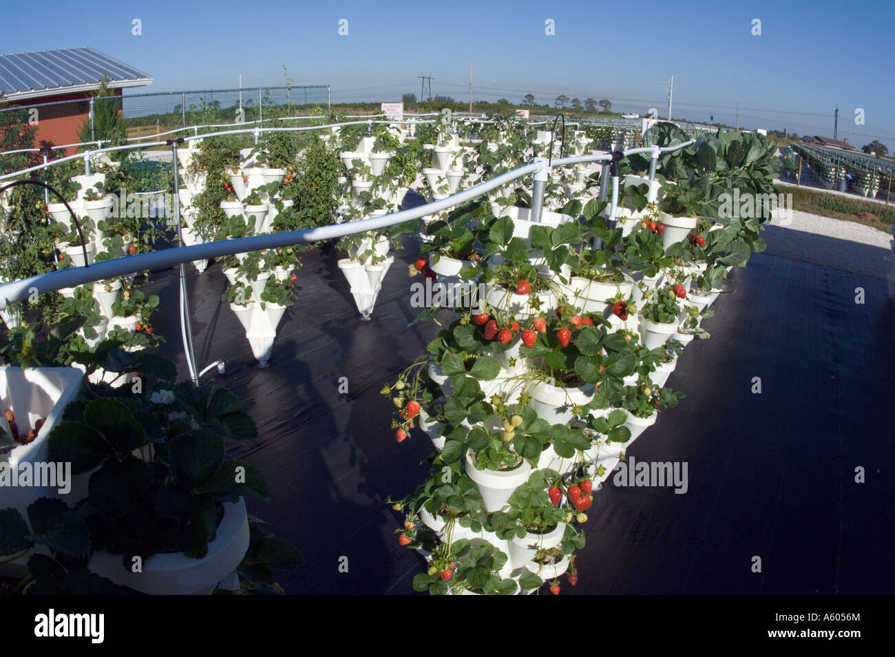 U Pick farm fresh healthy hydroponically grown plants freshness upick ...