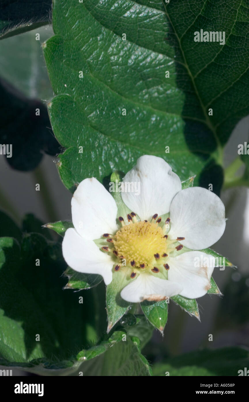strawberry flower strawberries Stock Photo - Alamy