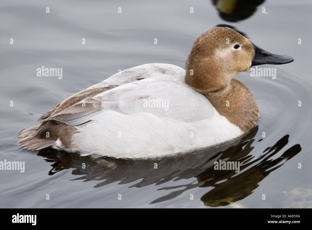 A female canvasback in winter Stock Photo - Alamy