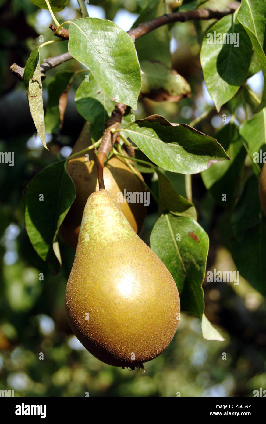 Crunchy pear hi-res stock photography and images - Alamy