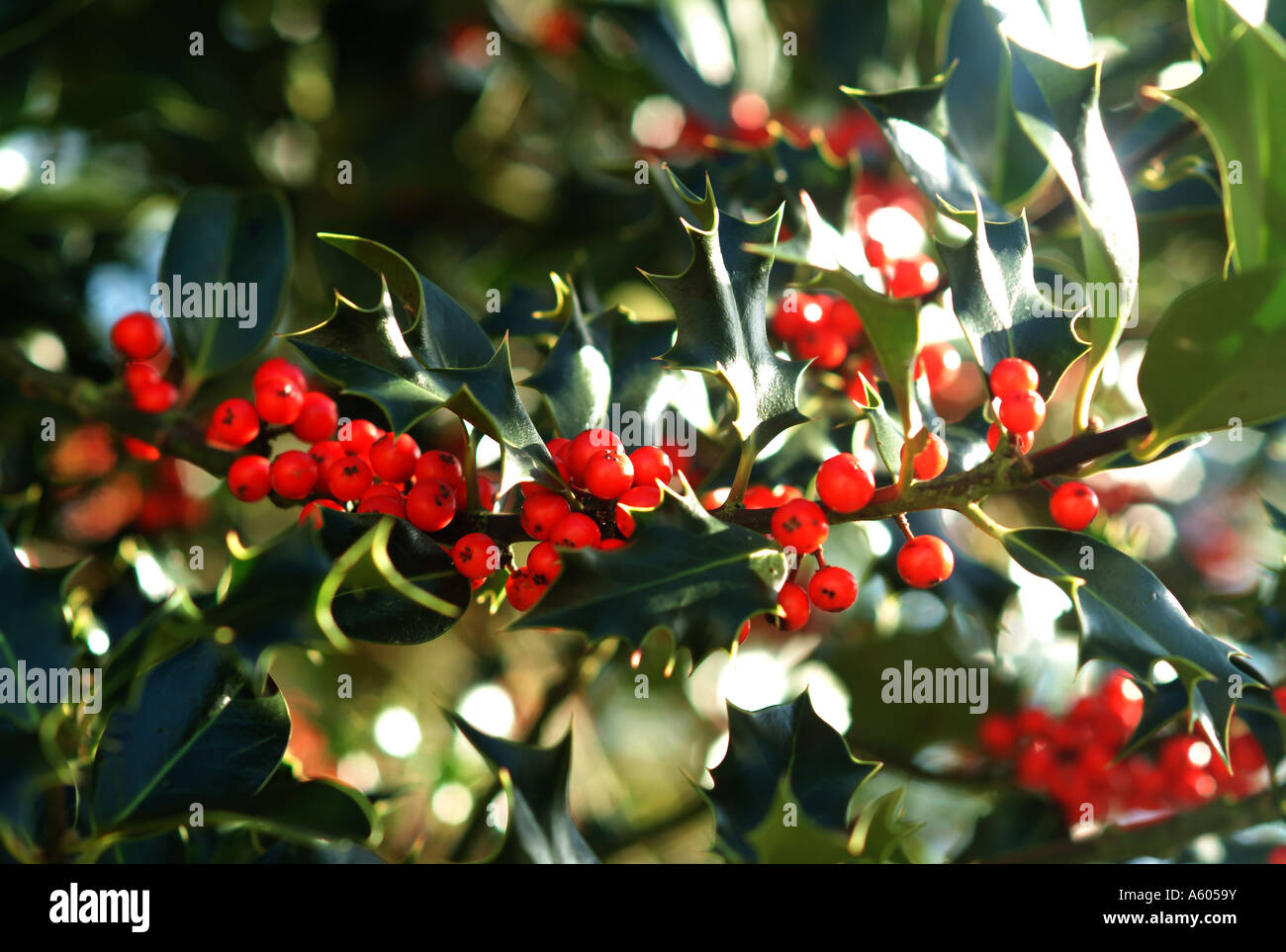 Holly twigs hi-res stock photography and images - Alamy