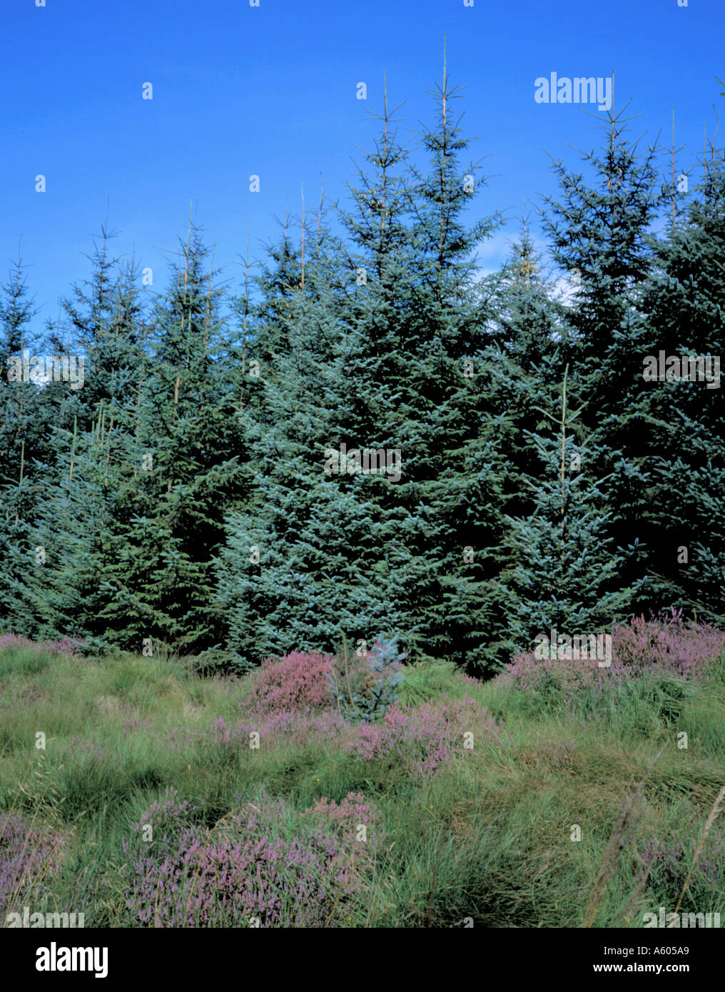 Norway Spruce Scotland High Resolution Stock Photography and Images - Alamy