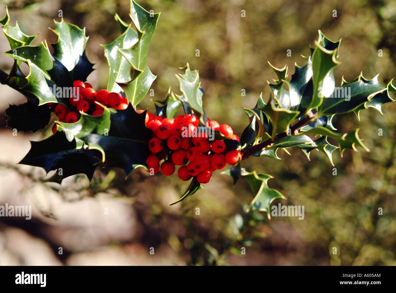 Festive holly and bird hi-res stock photography and images - Alamy