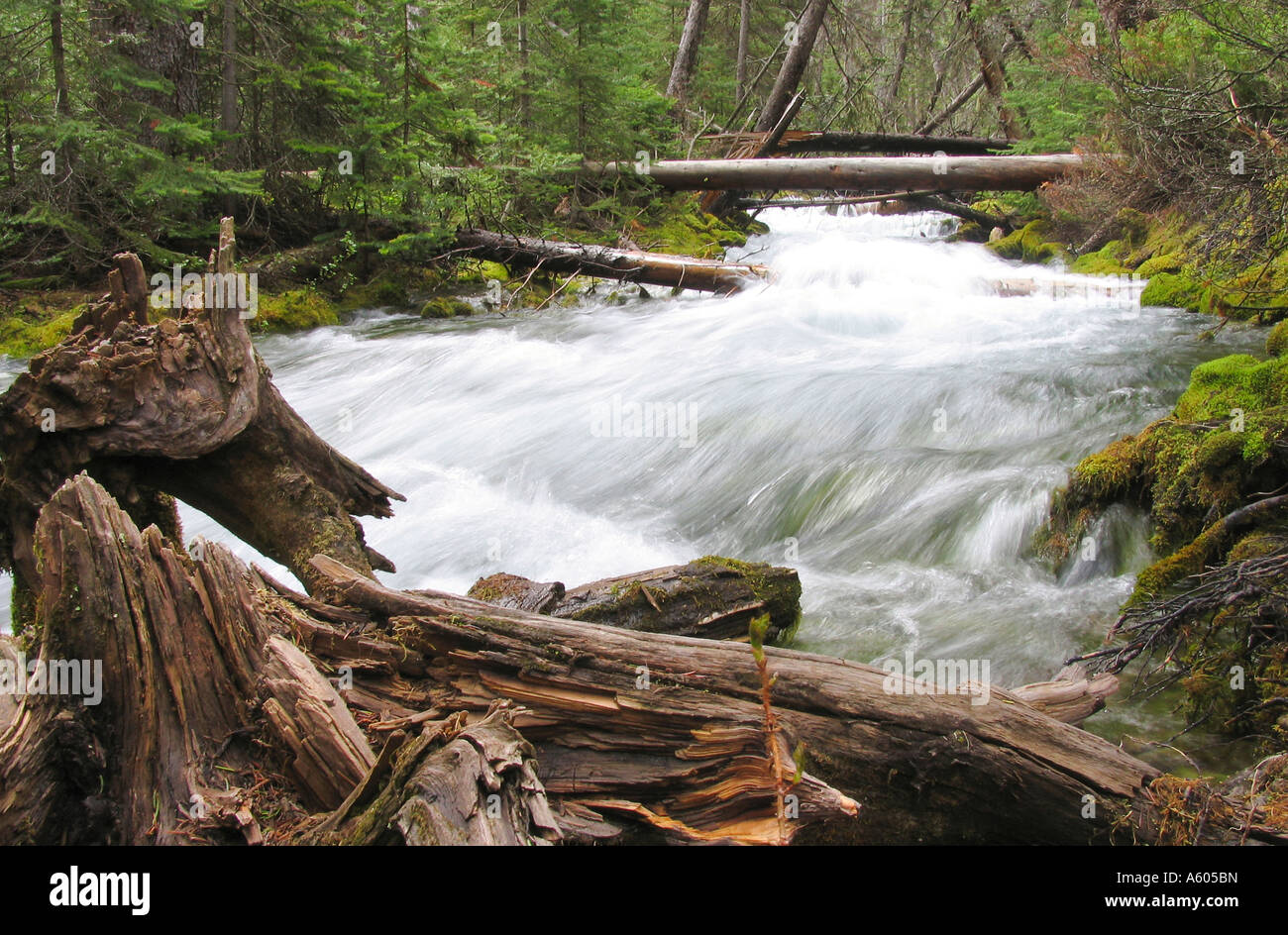 A fast flowing stream in the Canadian Rockies Stock Photo - Alamy