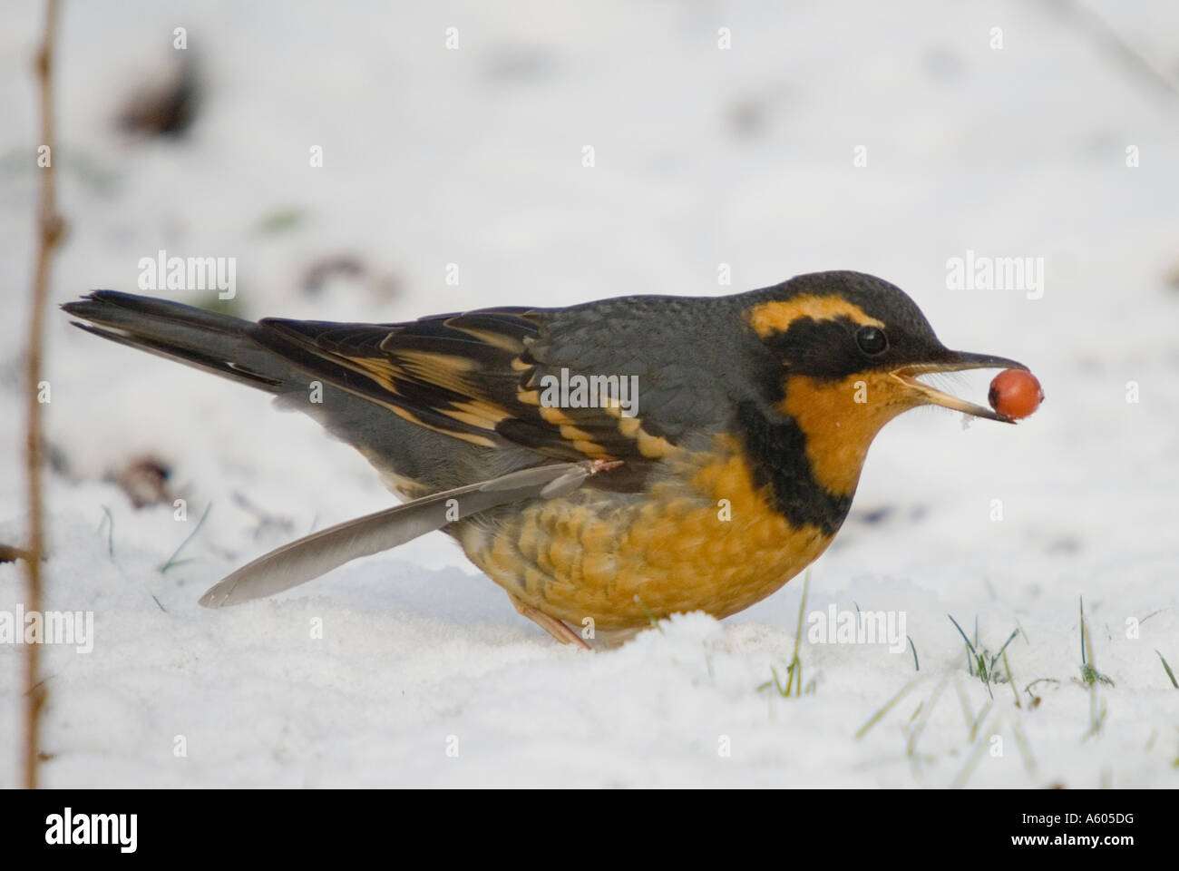 A slightly injured varied thrush finds winter sustenance Stock Photo ...