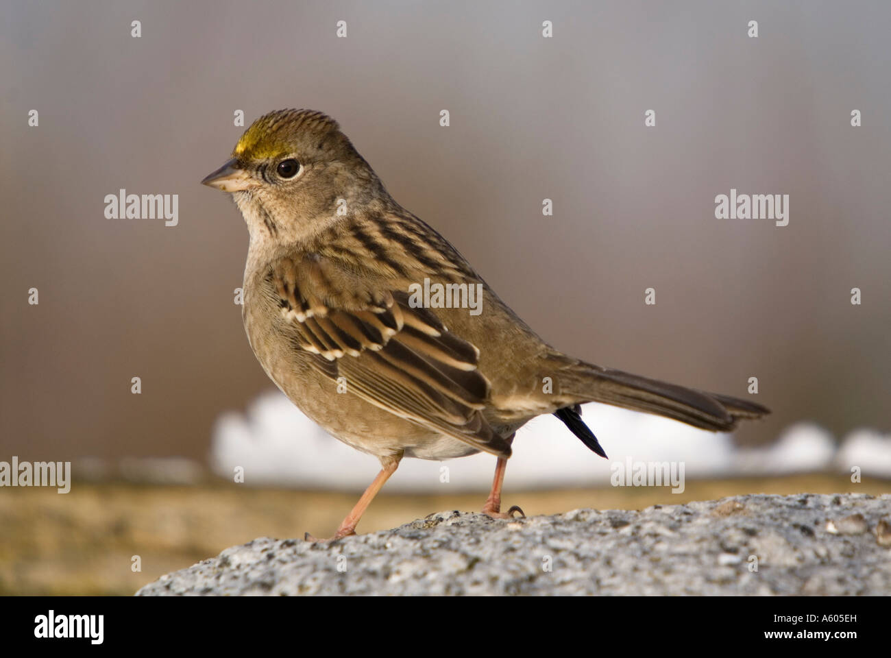 Closeup on a golden-crowned sparrow Stock Photo - Alamy