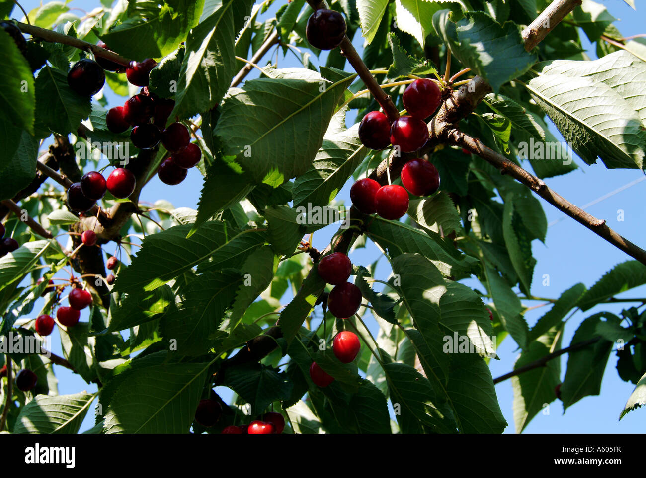 Cherry Orchard, Kent, England, UK Stock Photo - Alamy