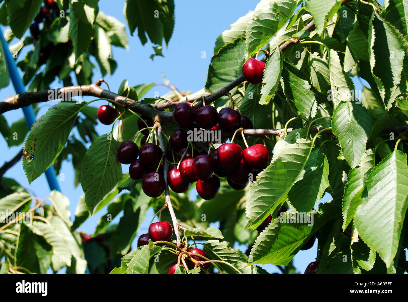 Cherry Orchard, Kent, England, UK Stock Photo - Alamy