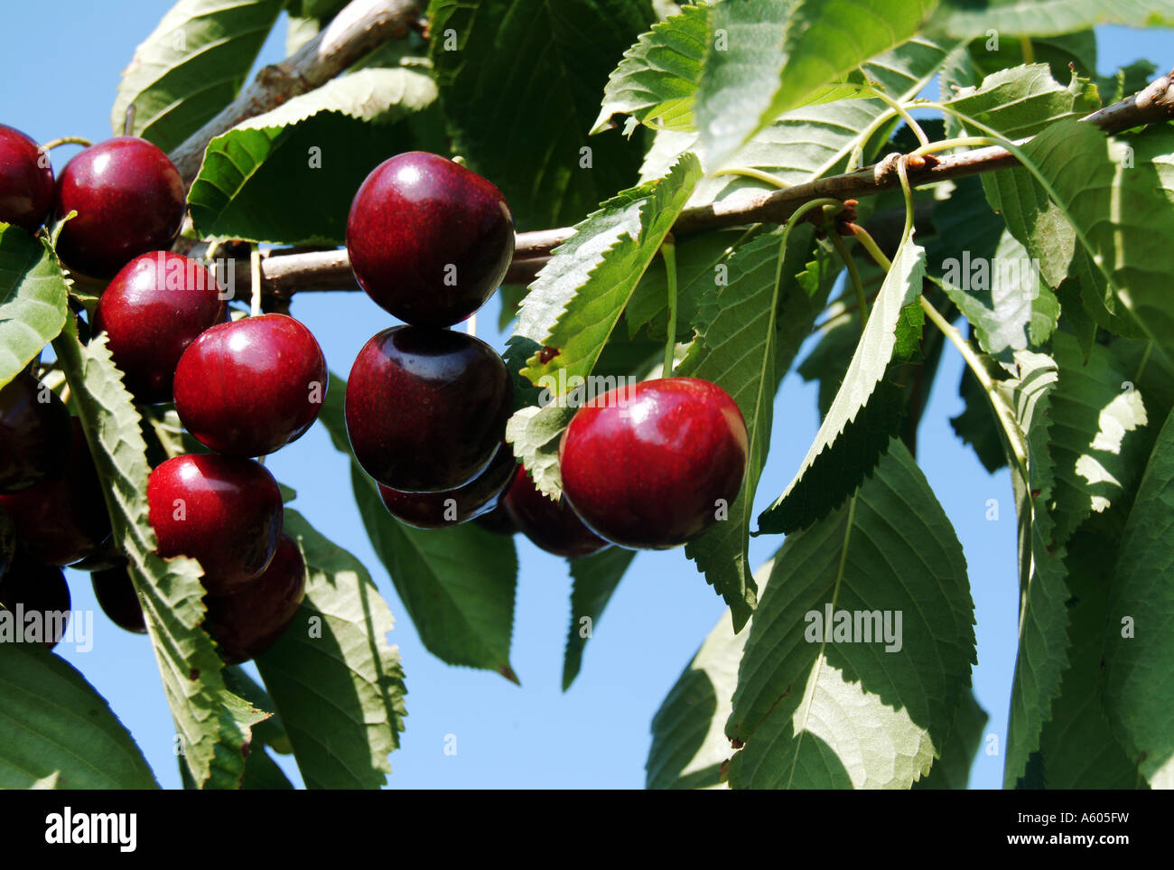 Cherry Orchard, Kent, England, UK Stock Photo - Alamy