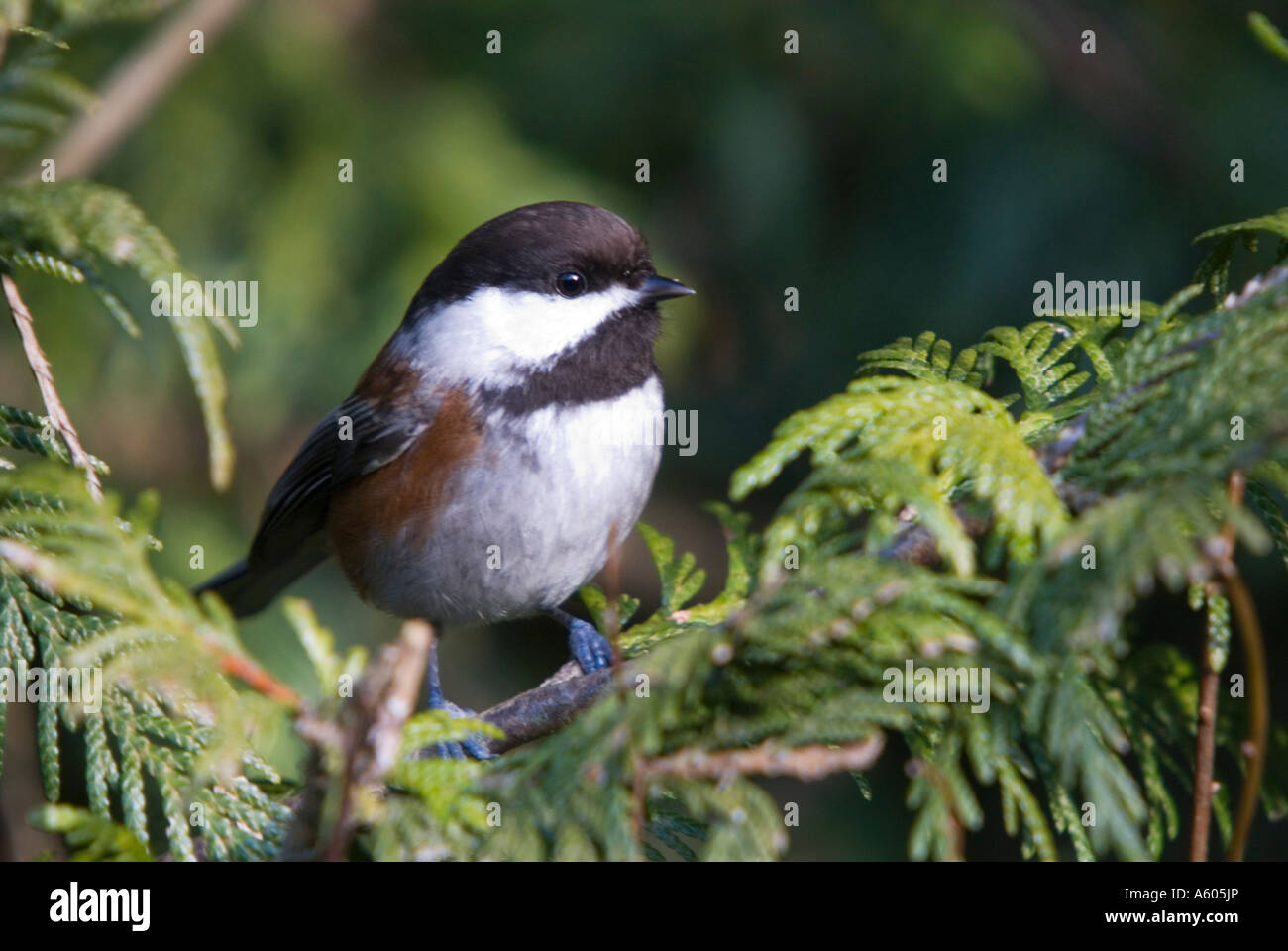 A chestnut backed chickadee perches in a western red cedar Stock Photo ...