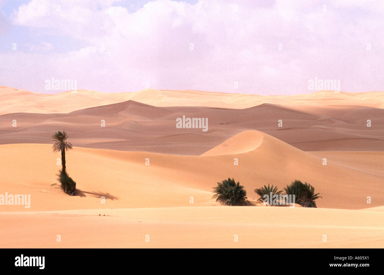 Sand dunes and palm trees in desert, Sahara Desert, Libya Stock Photo ...