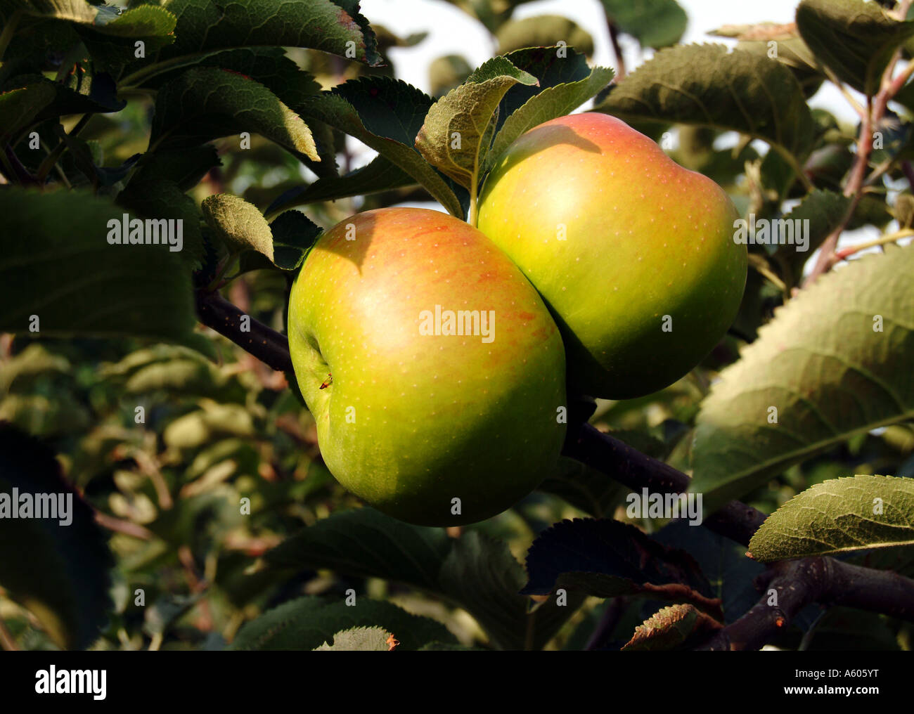 Kentish orchard hi-res stock photography and images - Alamy
