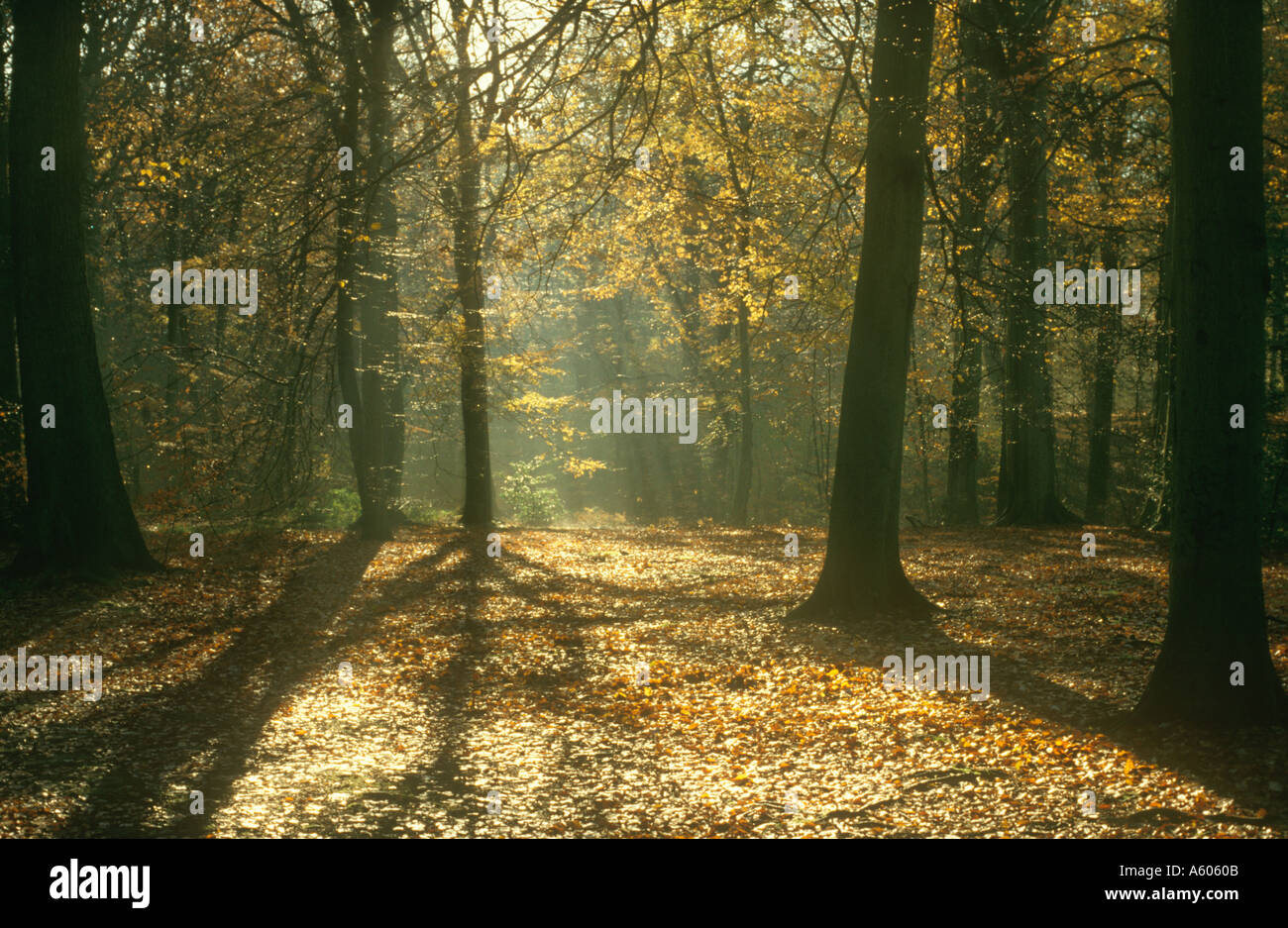 Burnham Beeches in Sunshine Stock Photo - Alamy