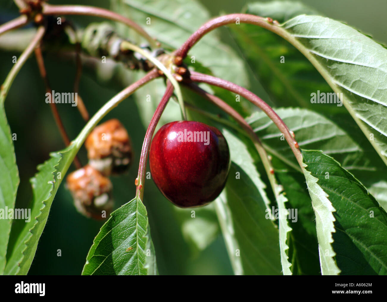 Cherries pickers hi-res stock photography and images - Alamy