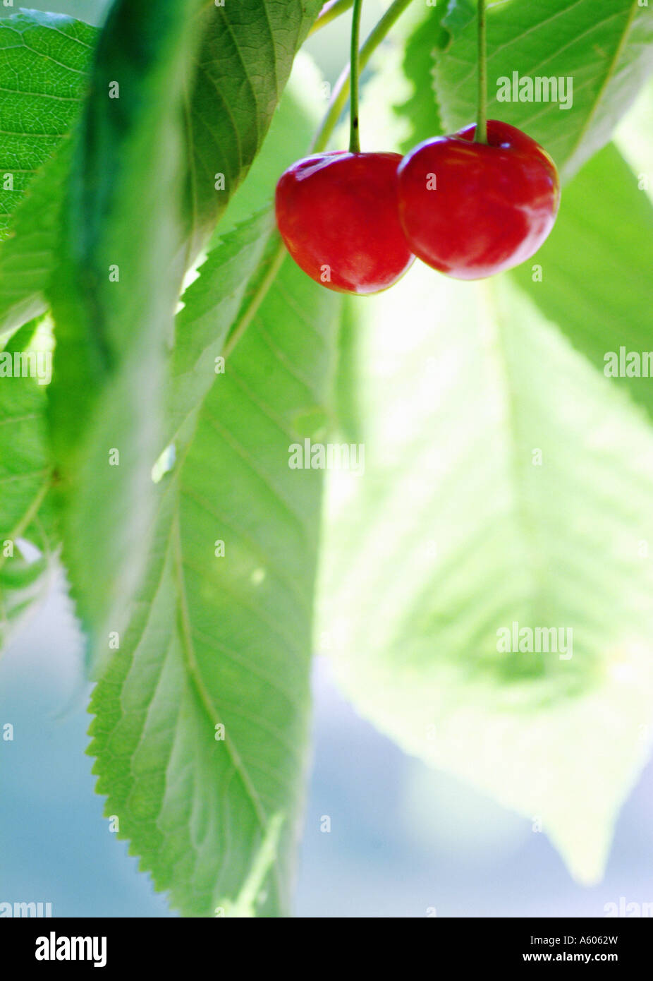 Glace cherry stalk hi-res stock photography and images - Alamy