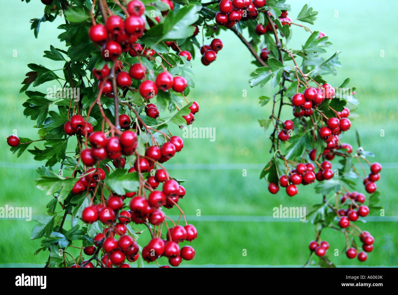 Hawthorn Bush in Autumn Stock Photo - Alamy