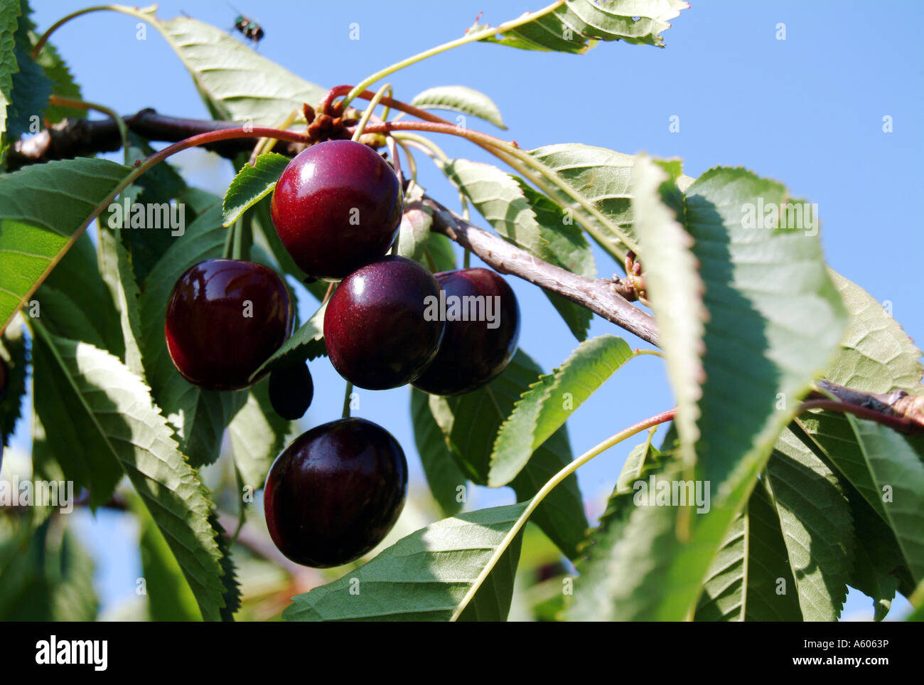 Black cherries hi-res stock photography and images - Alamy