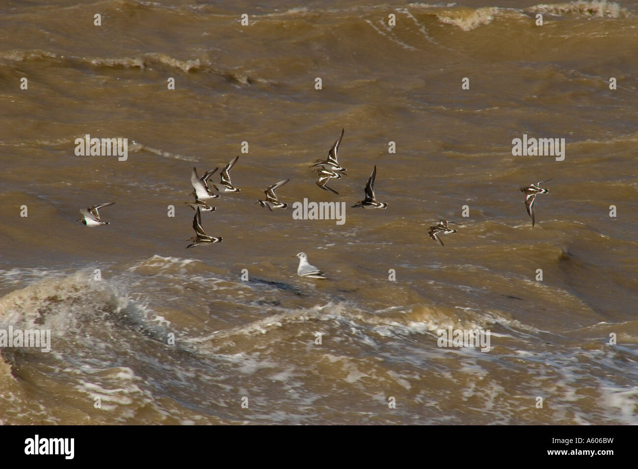 Ruddy turnstone flying hi-res stock photography and images - Alamy
