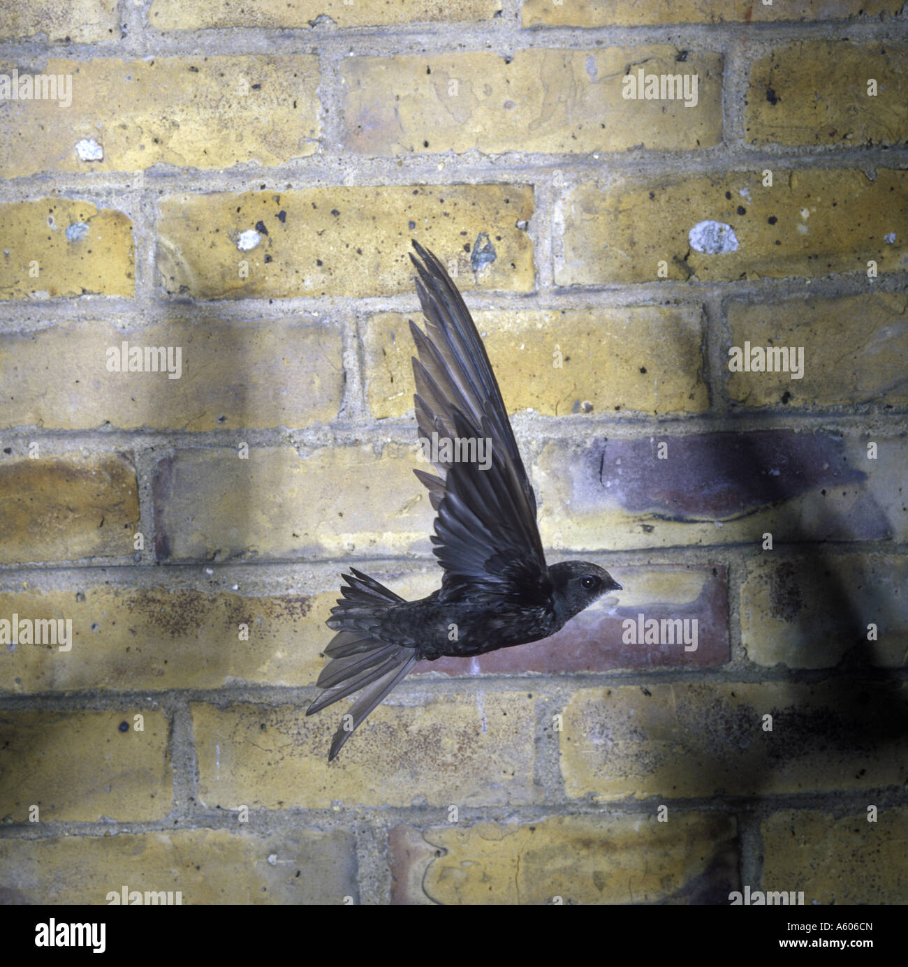 Swift brick hi-res stock photography and images - Alamy