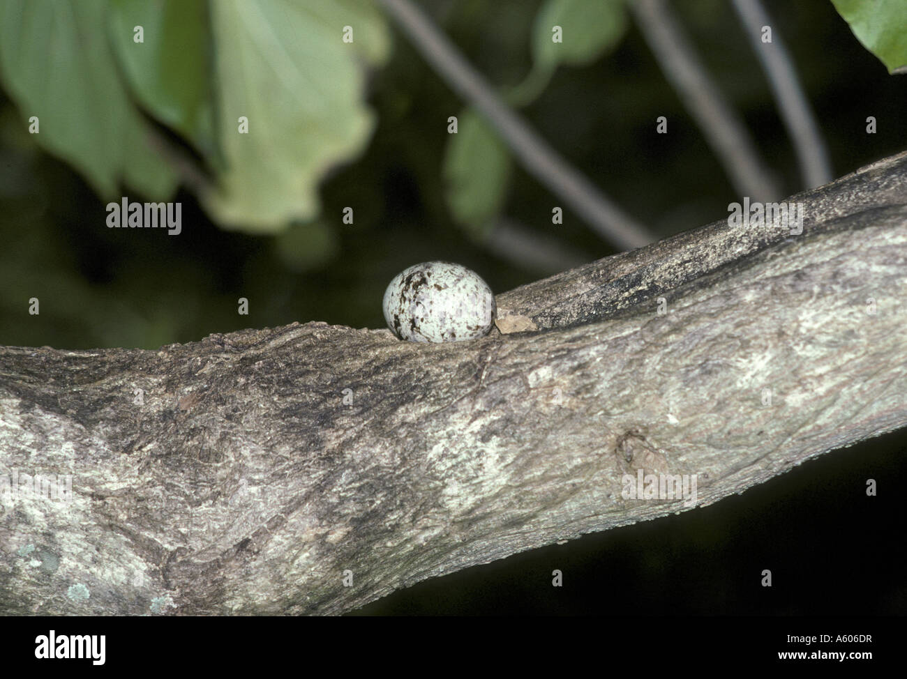 Fairy Tern Gygis alba Nest and eggs Stock Photo - Alamy