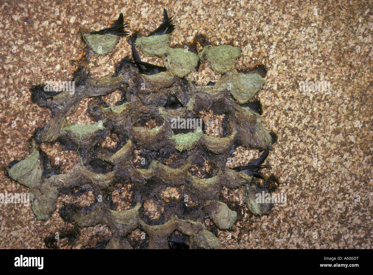 Cave swiftlets nesting on cave wall on the Seychelles Stock Photo - Alamy