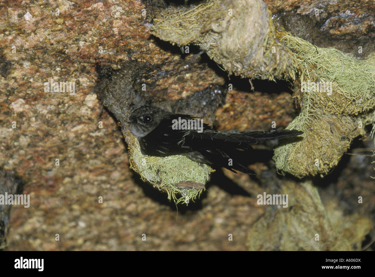 Swiftlet Stock Photos & Swiftlet Stock Images - Alamy