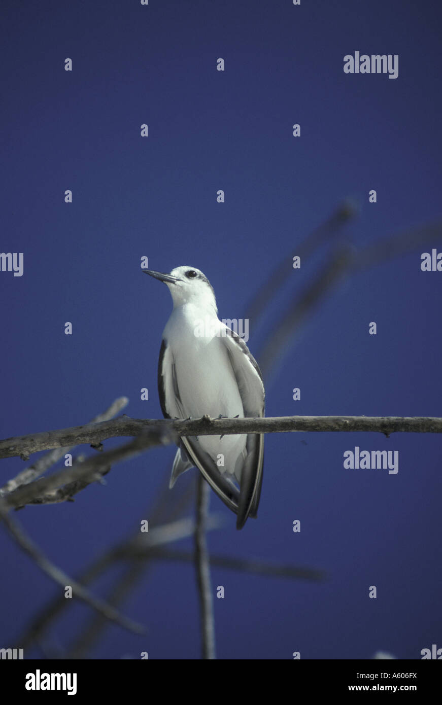 Sterna anaethetus hi-res stock photography and images - Alamy
